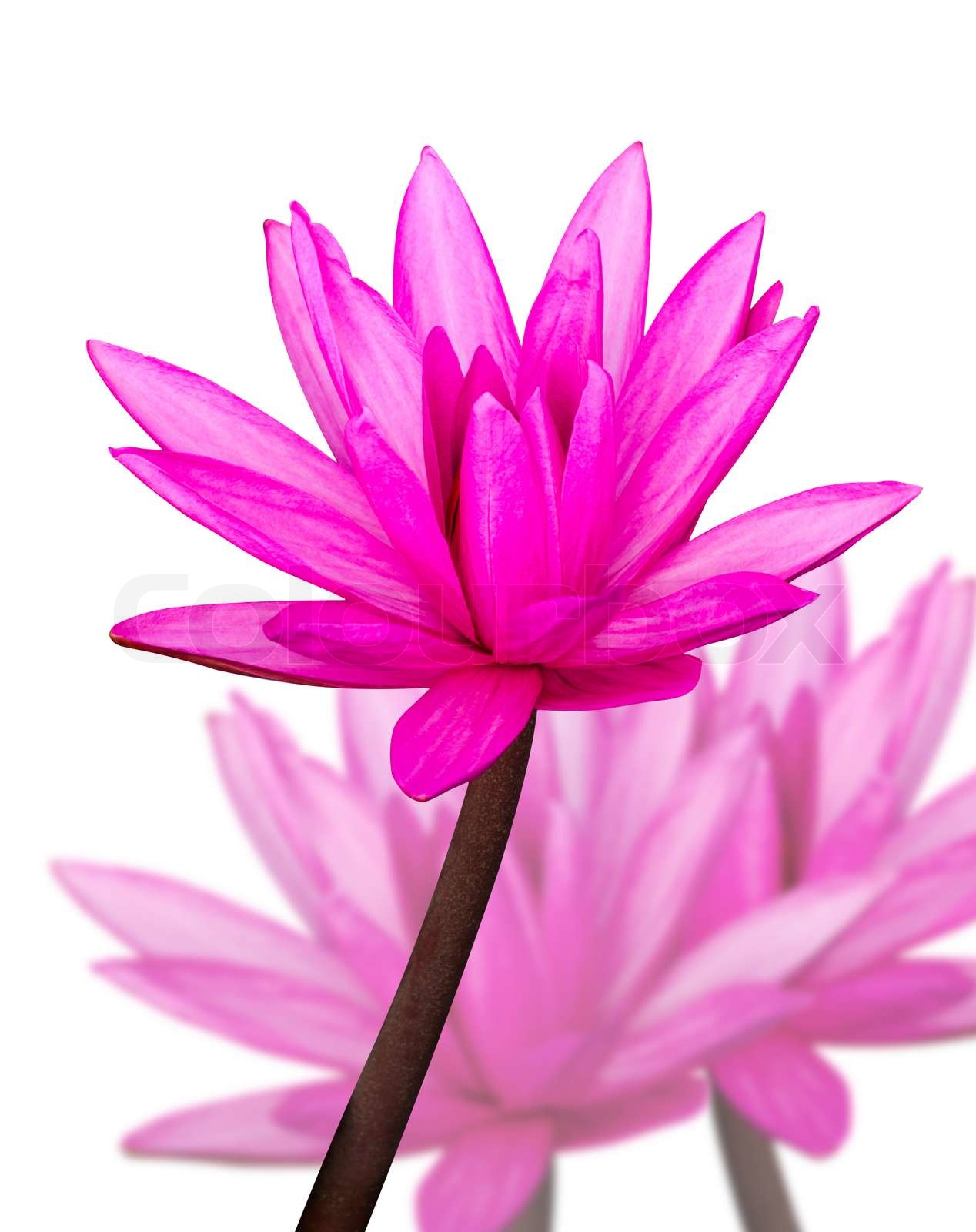 Water Lily Cutout | Stock image | Colourbox