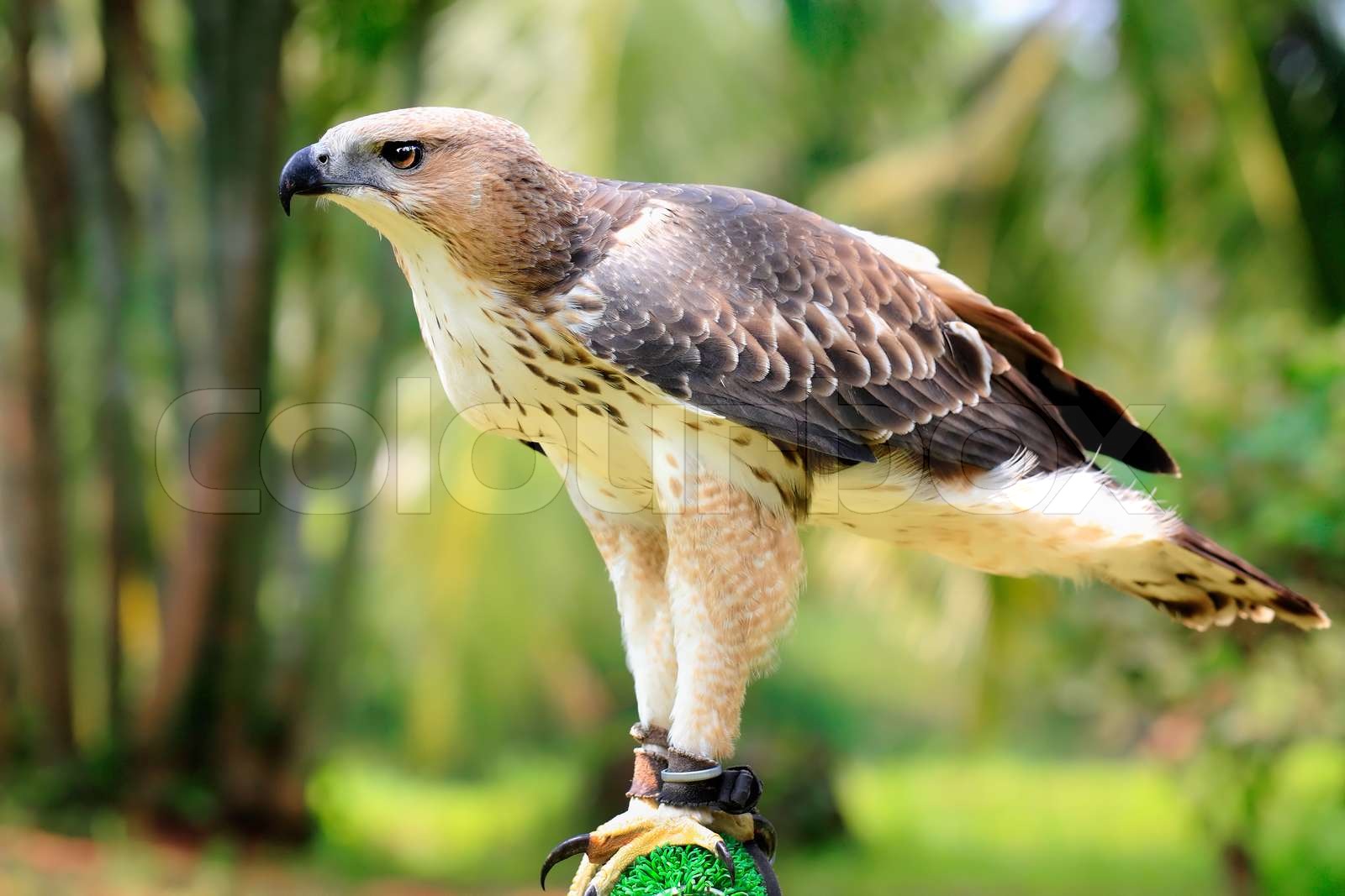 Eagle Hawk | Stock image | Colourbox