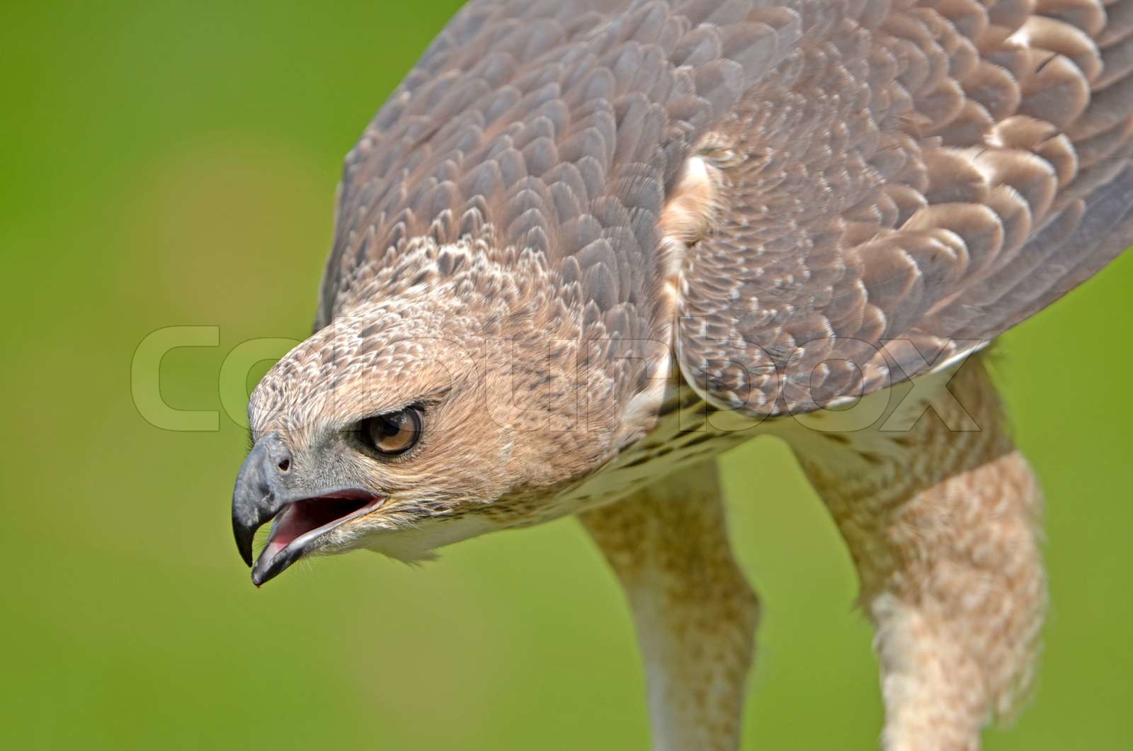 Eaglehawk | Stock image | Colourbox