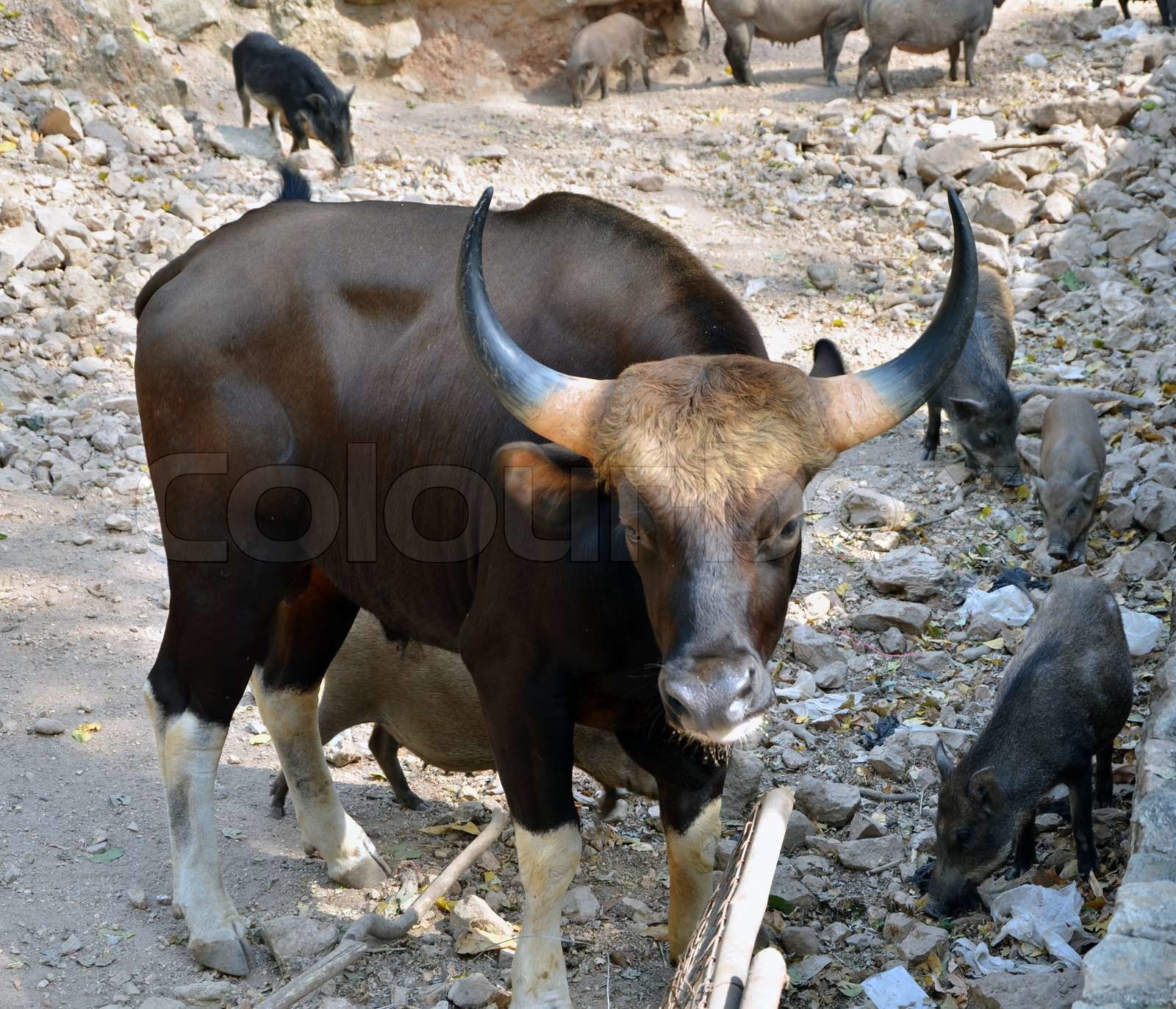 Gaur Jiant black bull and Wild boars in the wild nature | Stock image ...
