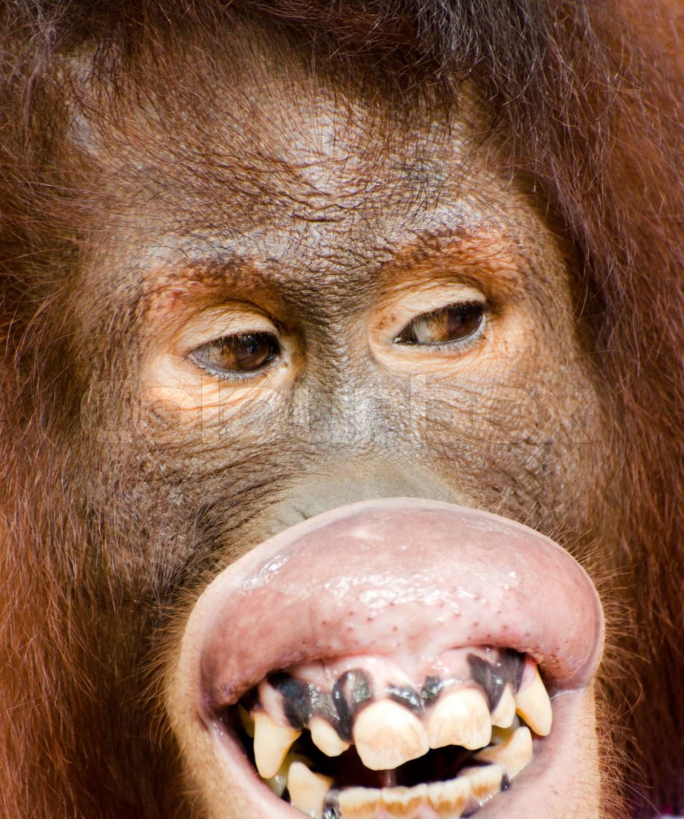 red hair chimpanzee | Stock image | Colourbox