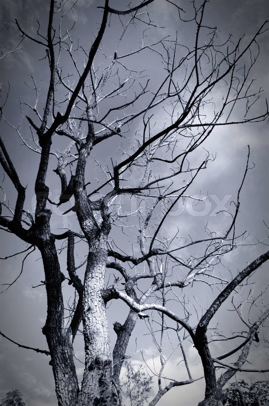 Dry Wood | Stock image | Colourbox