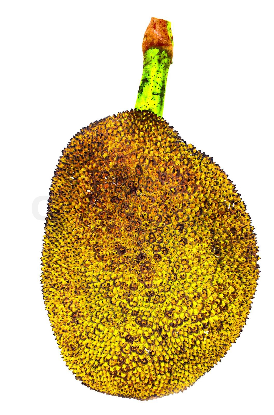 Ripe Jackfruit | Stock image | Colourbox