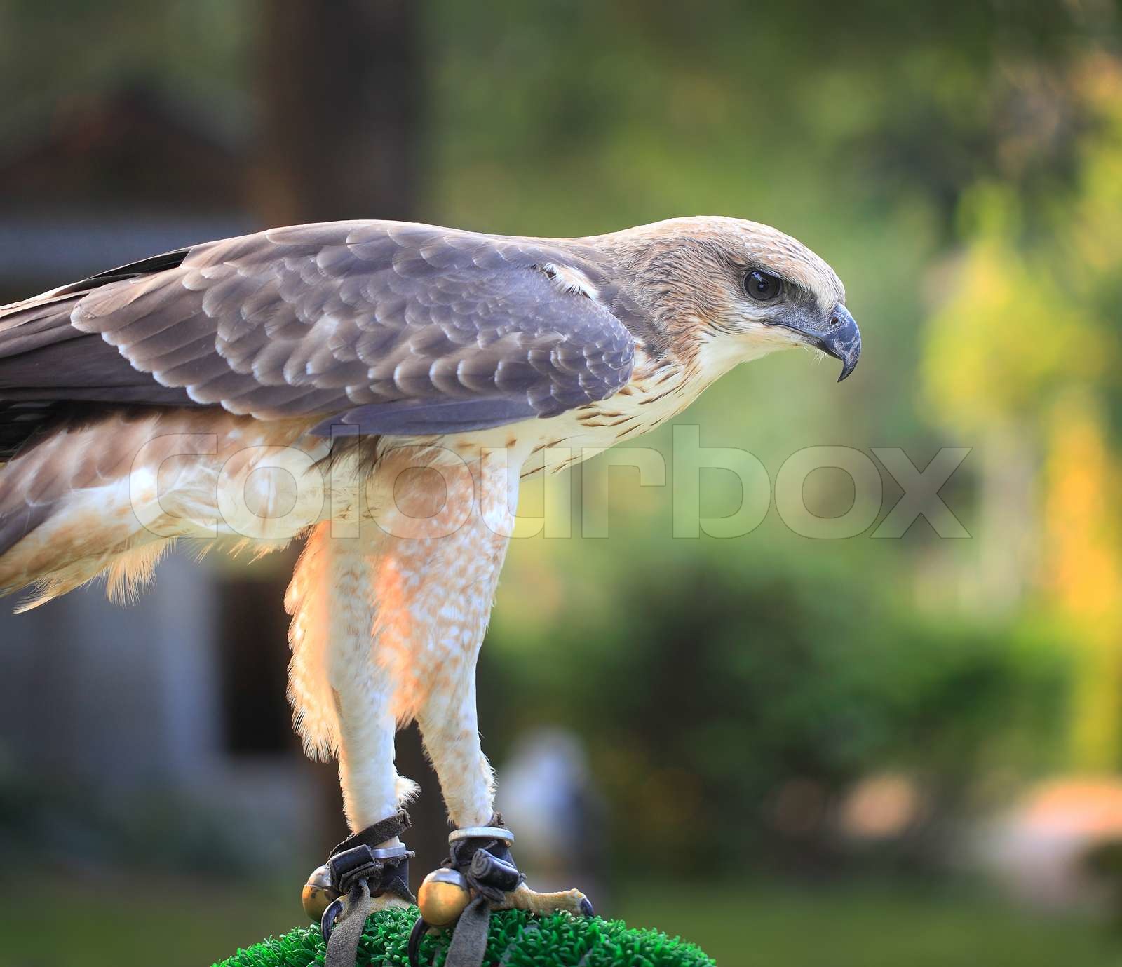 Eagle Hawk | Stock image | Colourbox