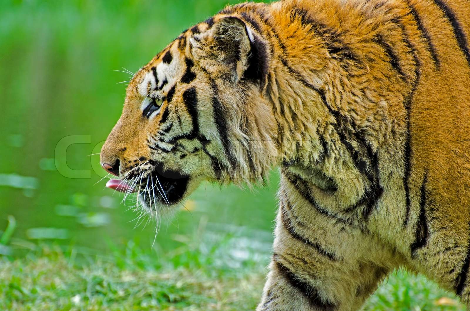 Tiger Side View | Stock image | Colourbox