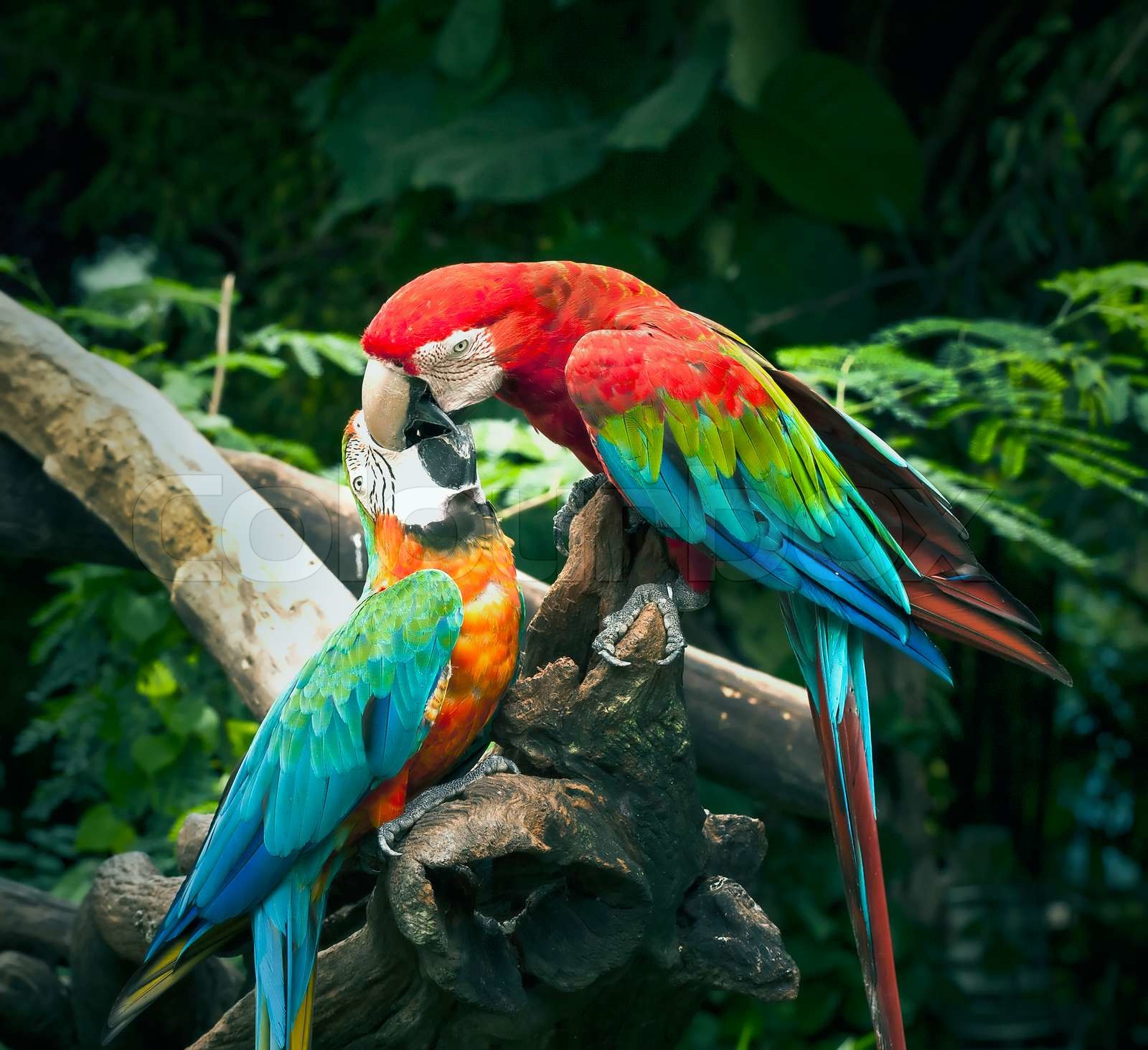 Two Macaws | Stock image | Colourbox