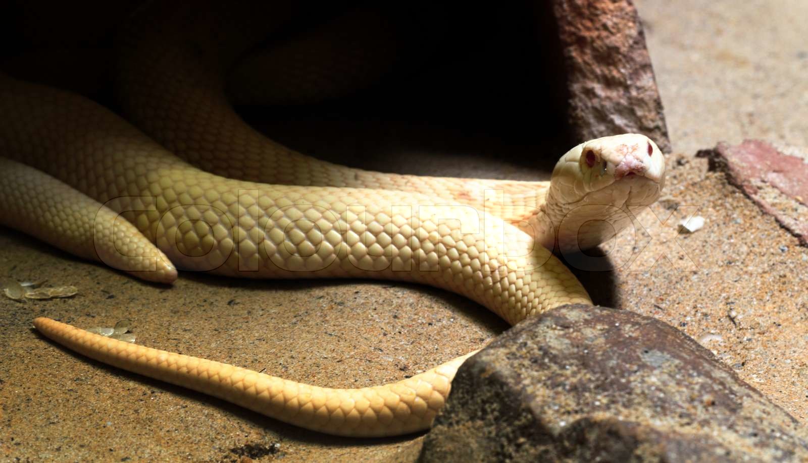 Albino Monocled Cobra