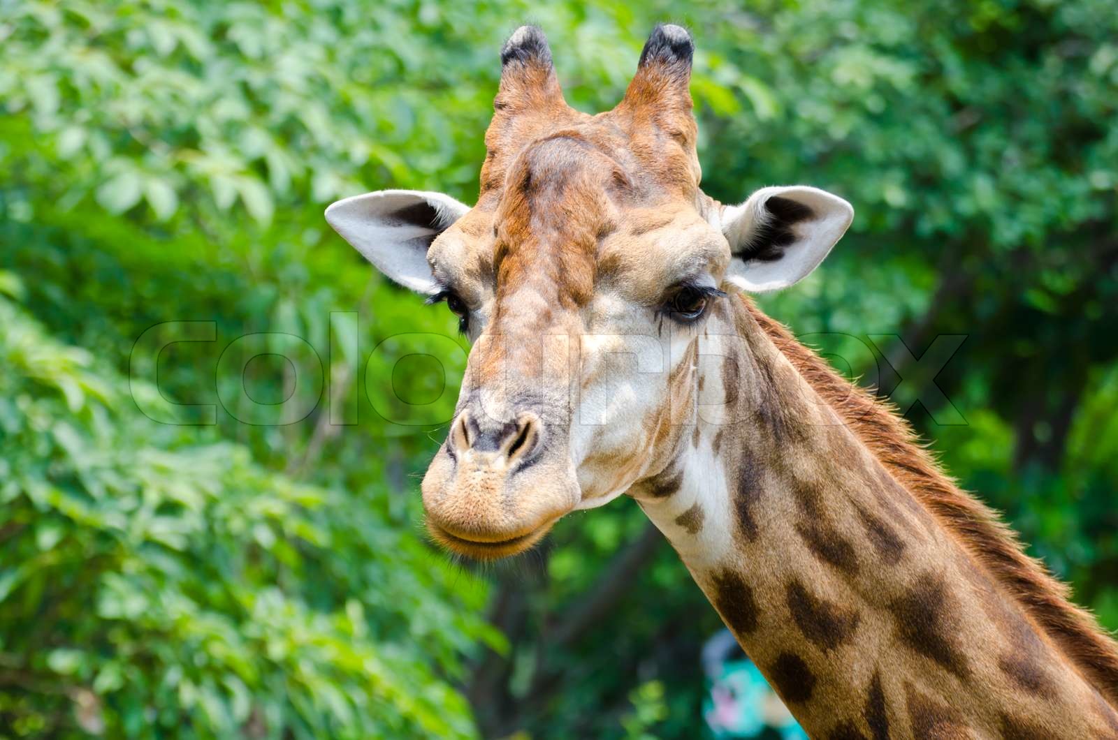 giraffe head | Stock image | Colourbox