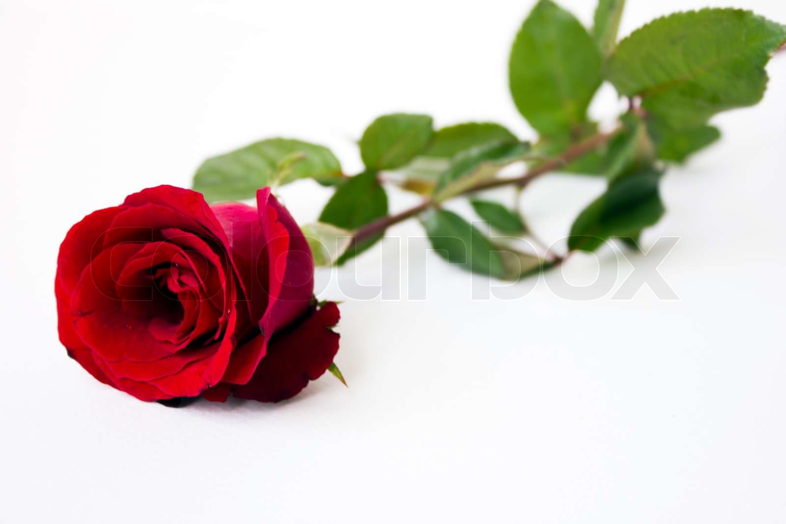 single red rose laying on white | Stock image | Colourbox