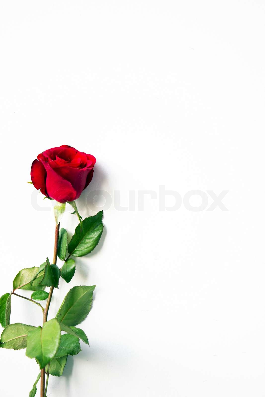 single red rose laying on white | Stock image | Colourbox