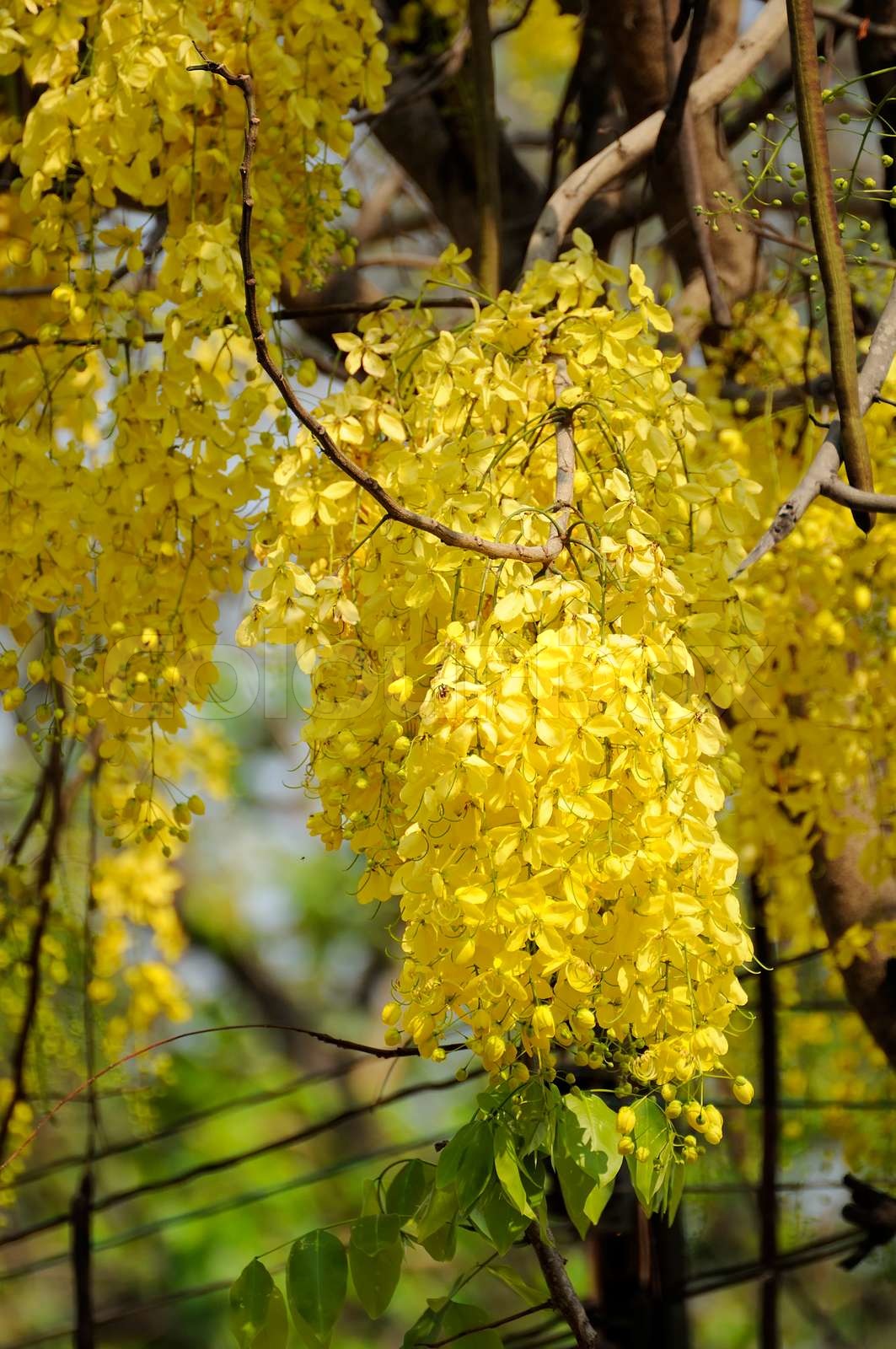 Golden Shower tree | Stock foto | Colourbox