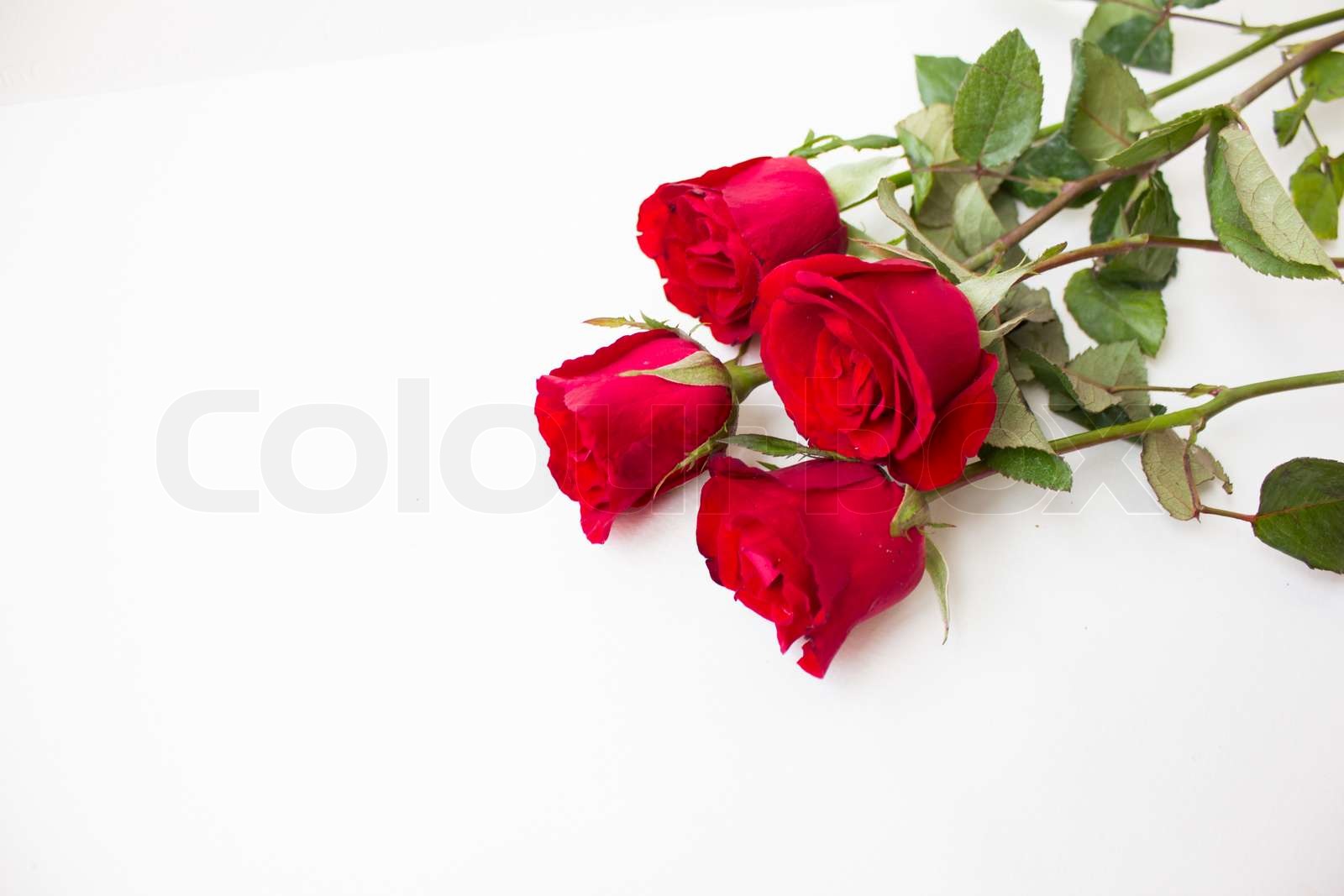four red roses on white background | Stock image | Colourbox