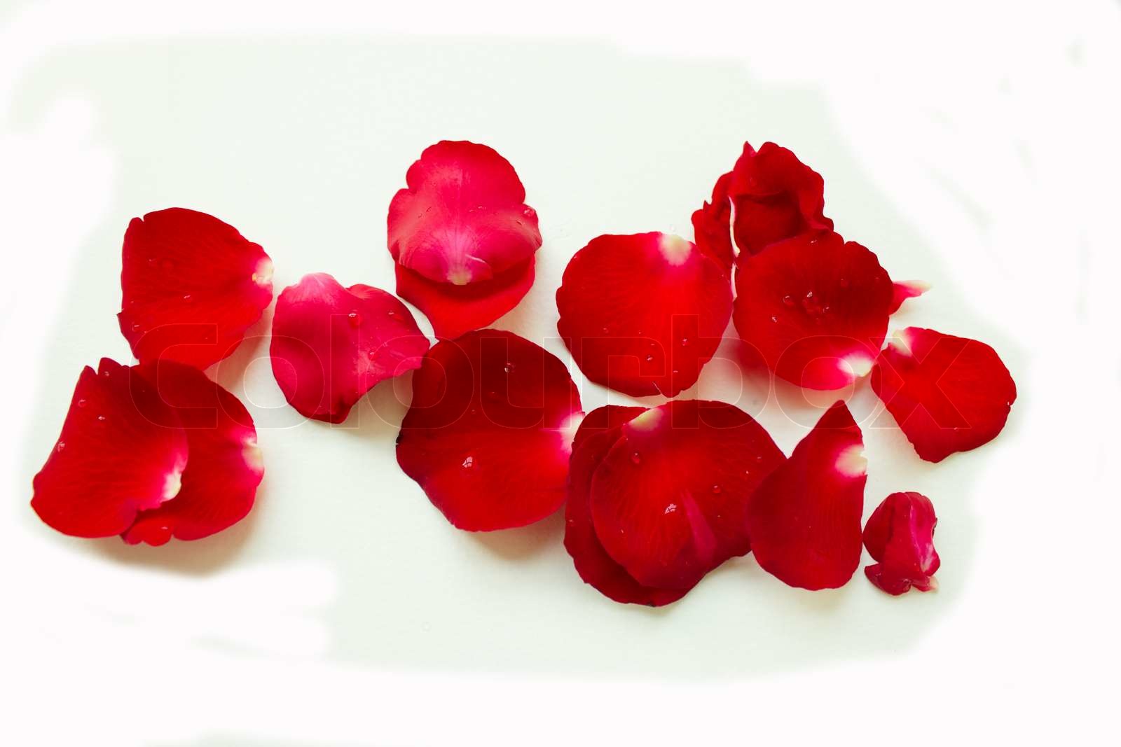 red rose petals scattered around | Stock image | Colourbox
