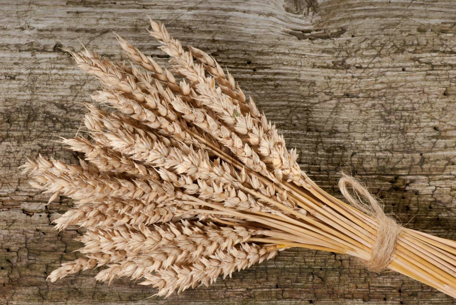 wheat | Stock image | Colourbox