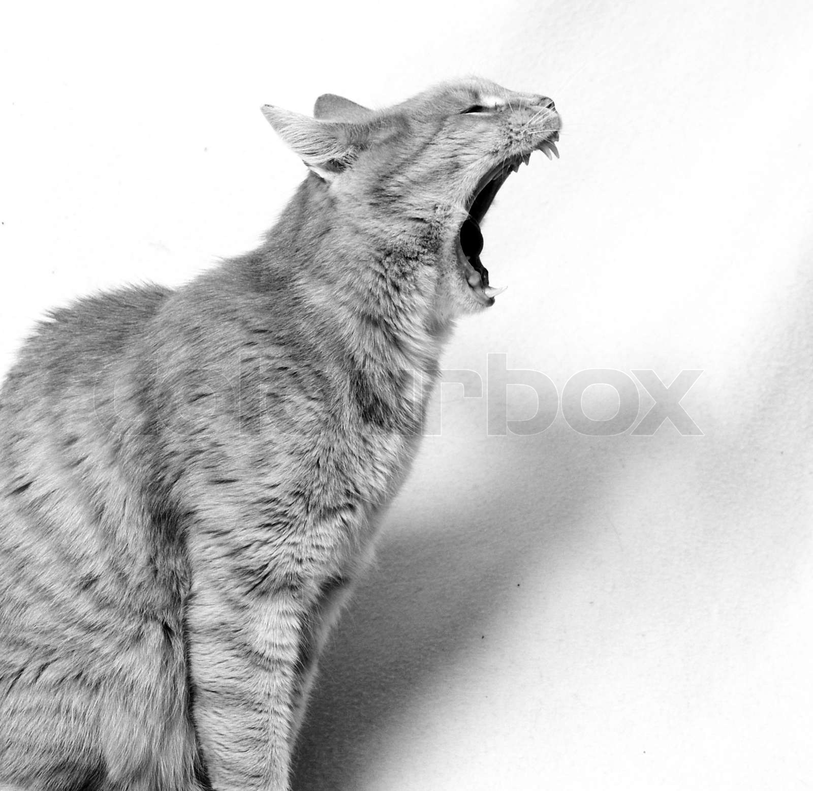 Screaming cat | Stock image | Colourbox