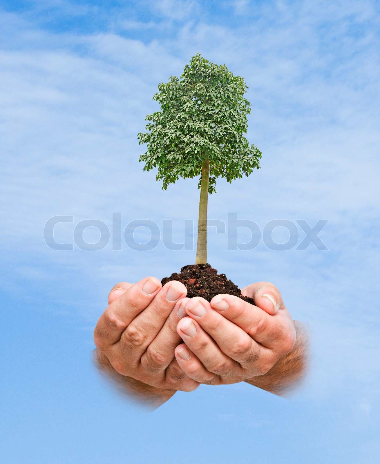 tree in hands | Stock image | Colourbox