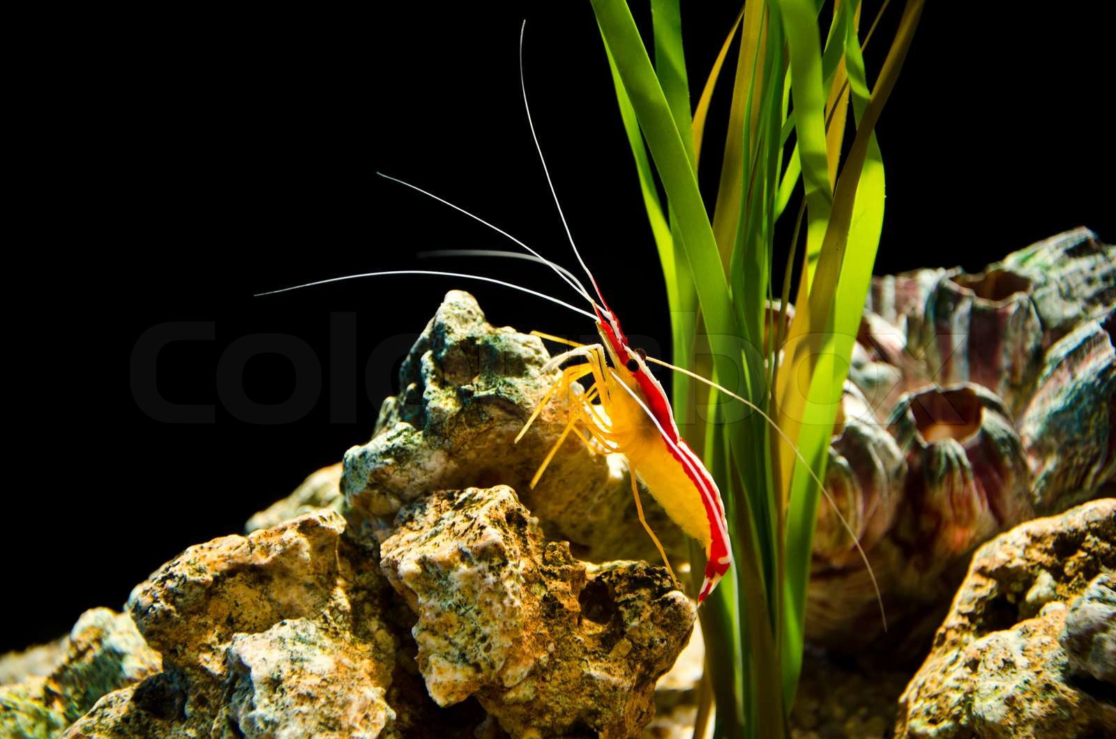 levende, reje, hav | Stock foto | Colourbox