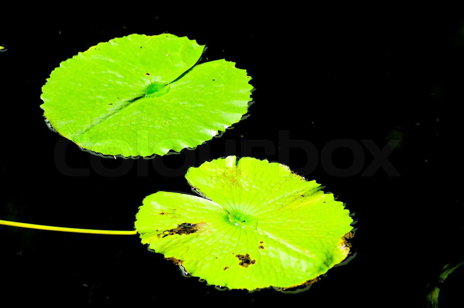 Lotus leaf on water | Stock image | Colourbox