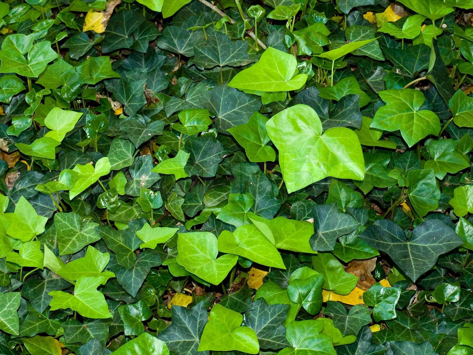Bright and Lush Green Ivy Ground Cover Background | Stock image | Colourbox