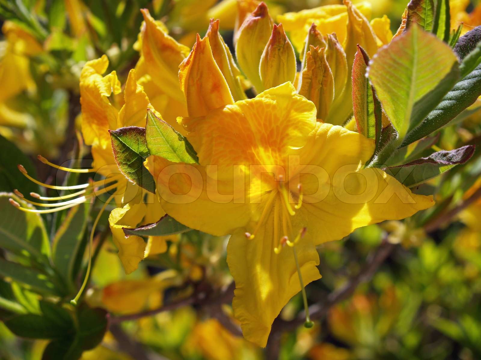 Yellow Rhododendron A Rare Color in Full Bloom | Stock image | Colourbox