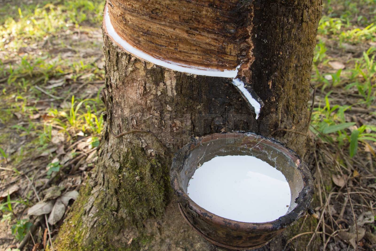Milky latex extracted from rubber tree Hevea Brasiliensis as a source ...
