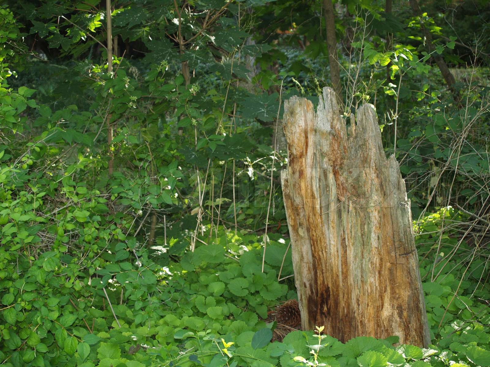 Rotting Tree Stump in a Forest Floor Setting | Stock image | Colourbox
