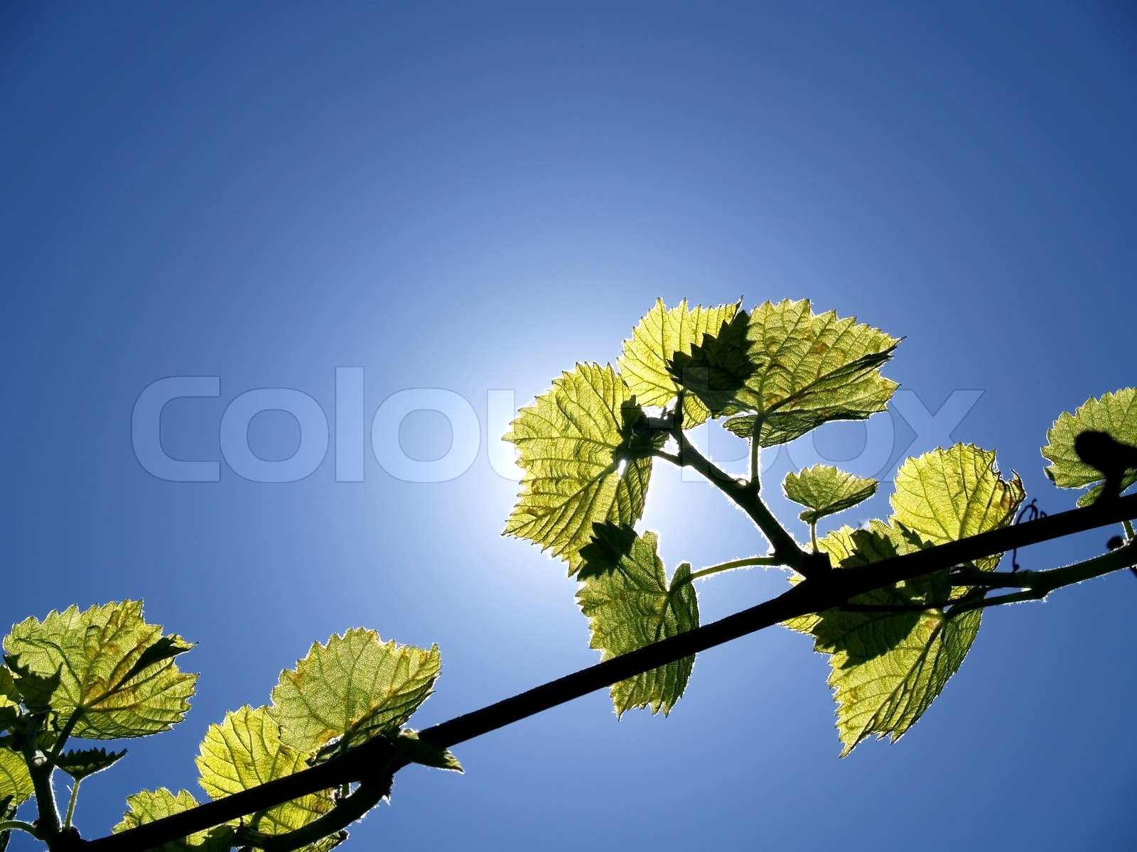 Sunlight Through the Vines | Stock image | Colourbox