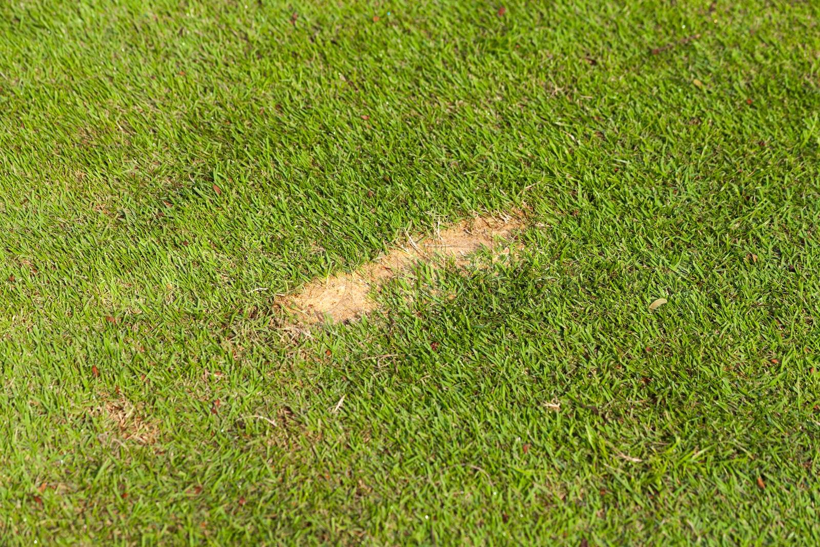 Fixed divot on golf fairway | Stock image | Colourbox