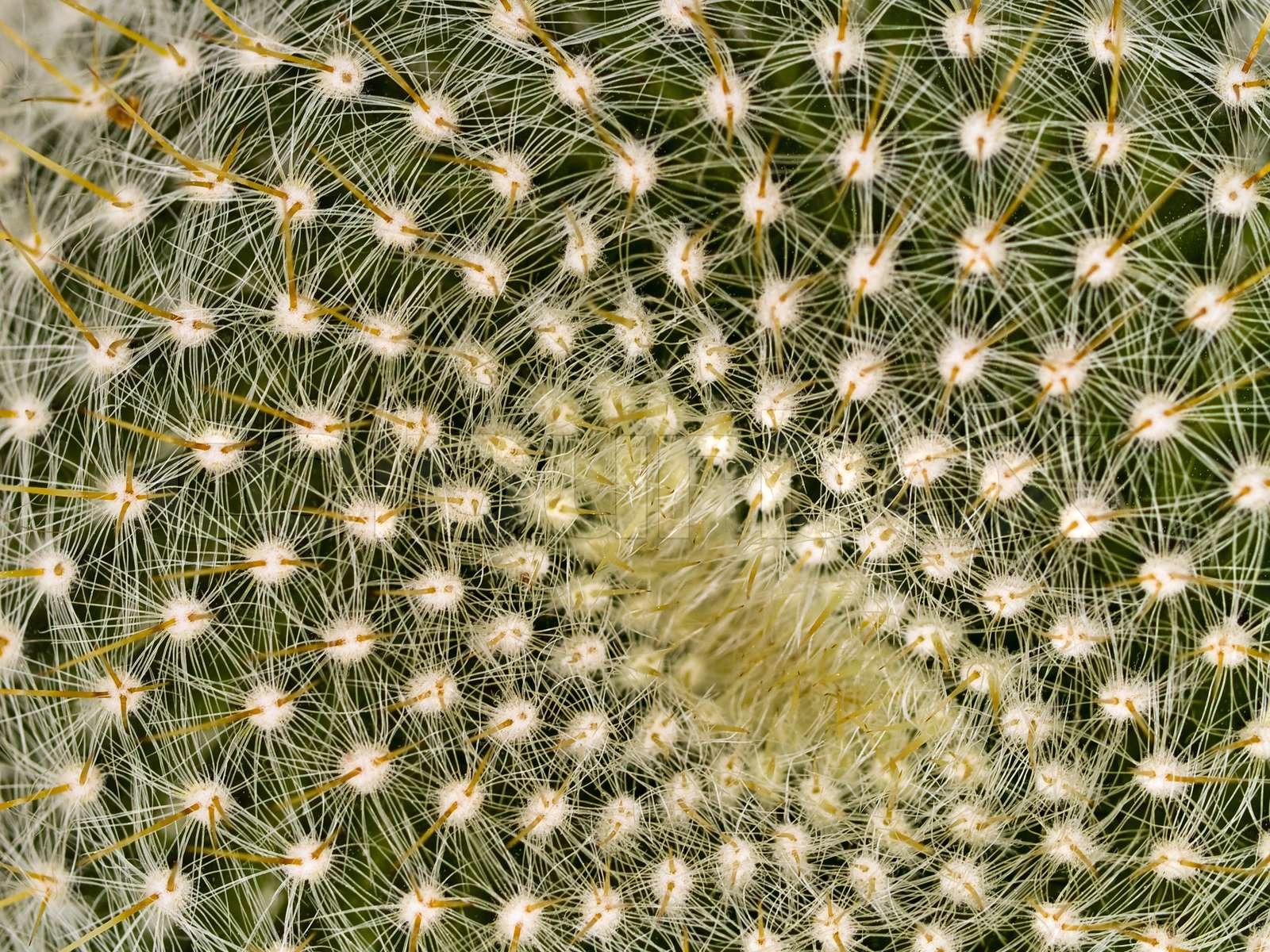 Cactus Macros with Texture Suitable for Desert Backgrounds | Stock ...