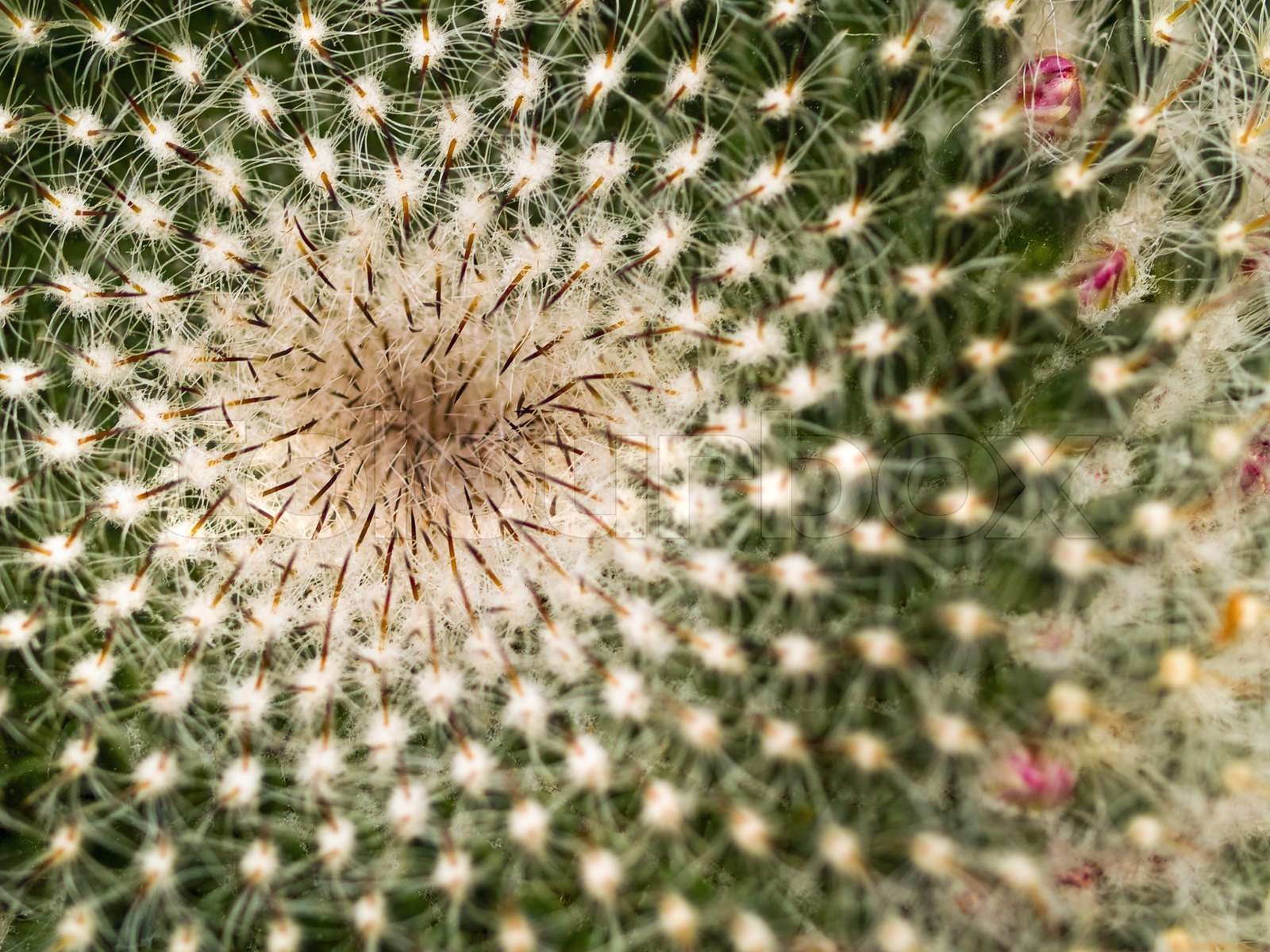 Cactus Macros with Texture Suitable for Desert Backgrounds | Stock ...