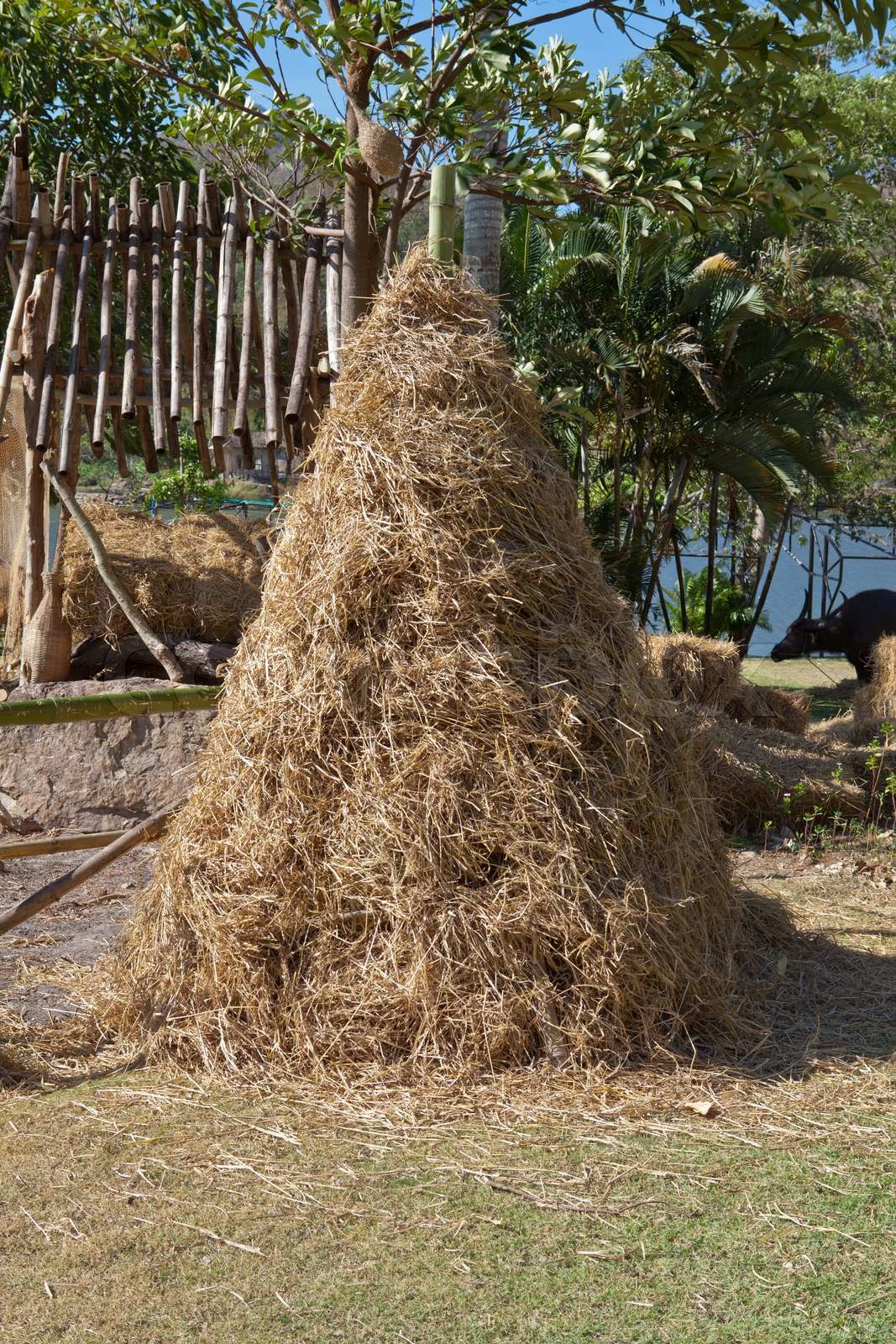 Pile of rice straw | Stock image | Colourbox