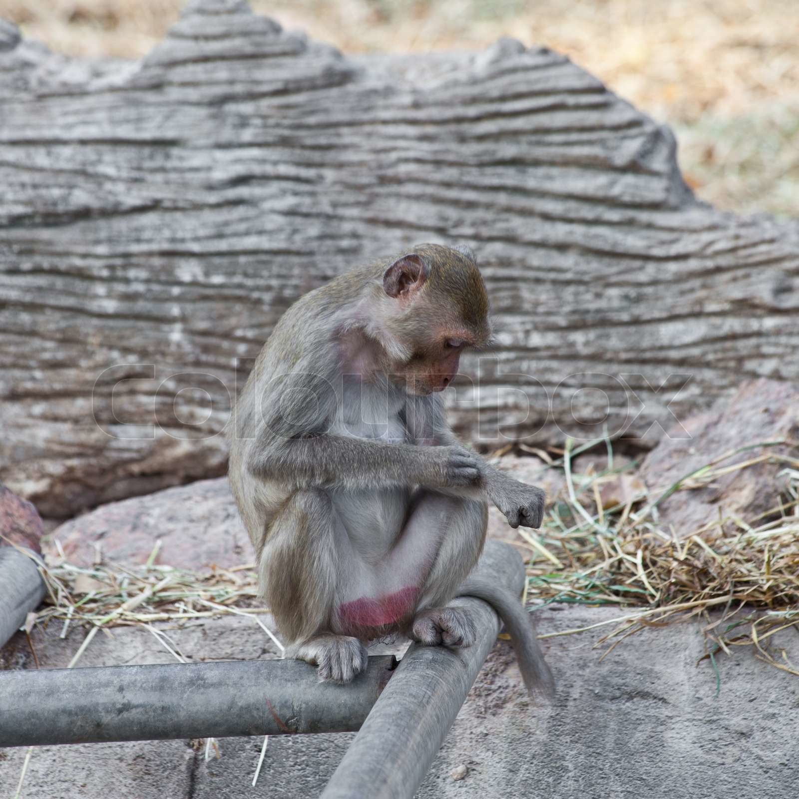 Monkey in a zoo | Stock image | Colourbox