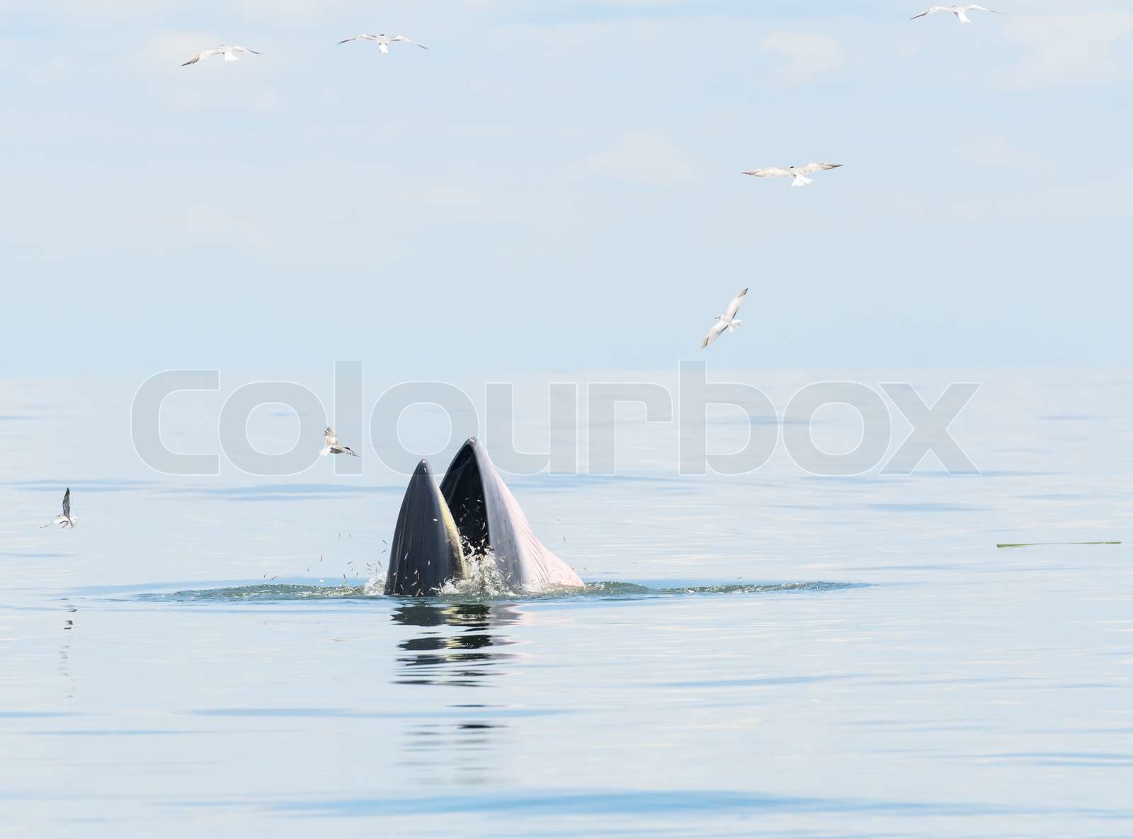 Bryde s Whale eating small fish in Thai Ocean | Stock image | Colourbox