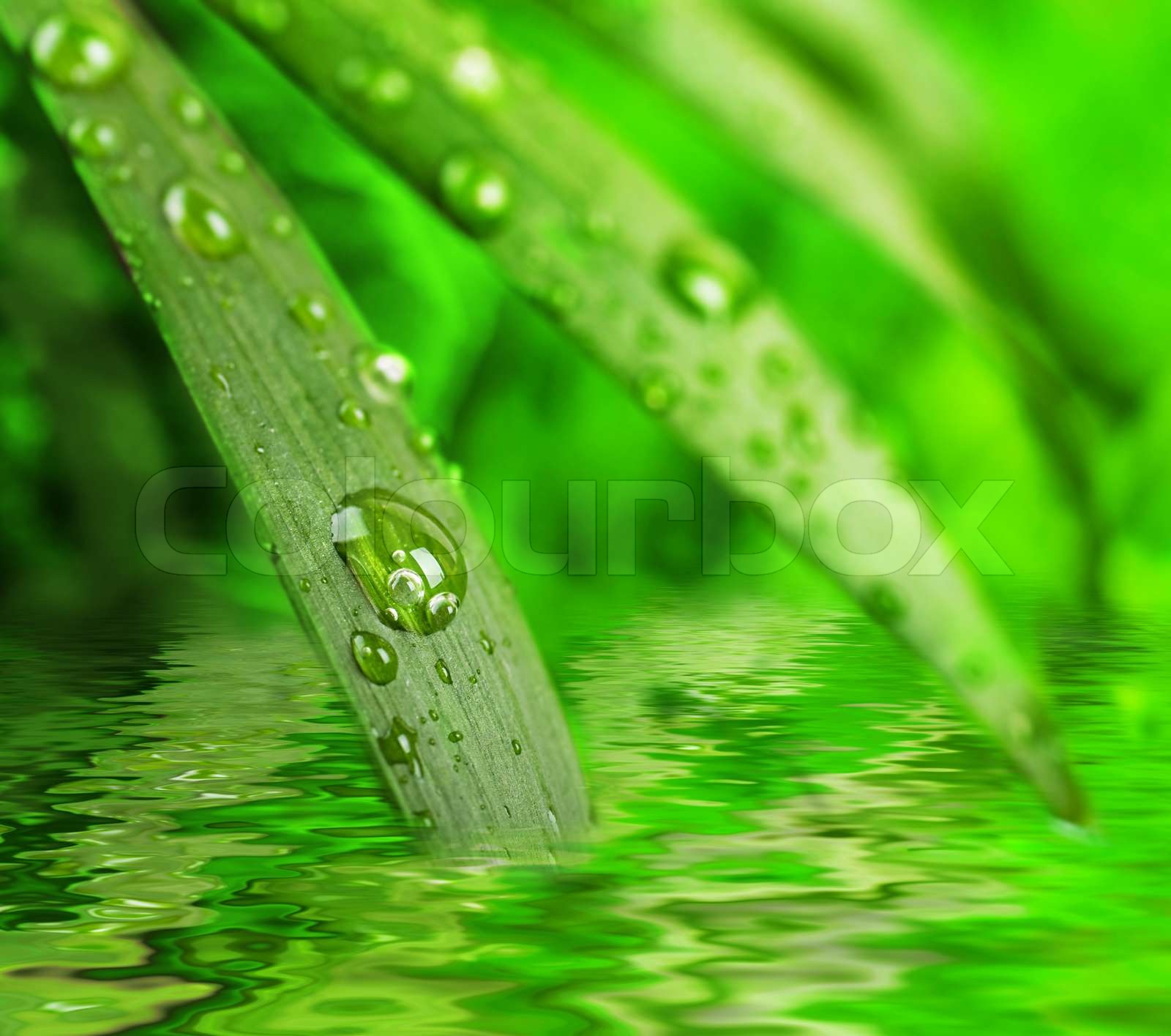 hell, gras, freiheit | Stock Bild | Colourbox