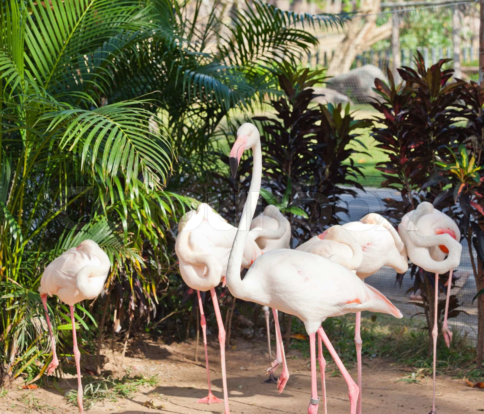 Flamingo in a zoo | Stock image | Colourbox