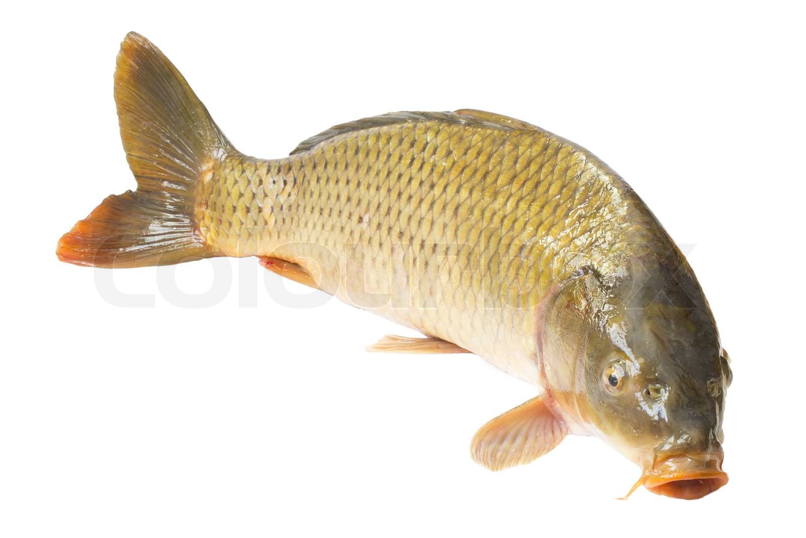 carp fish | Stock image | Colourbox