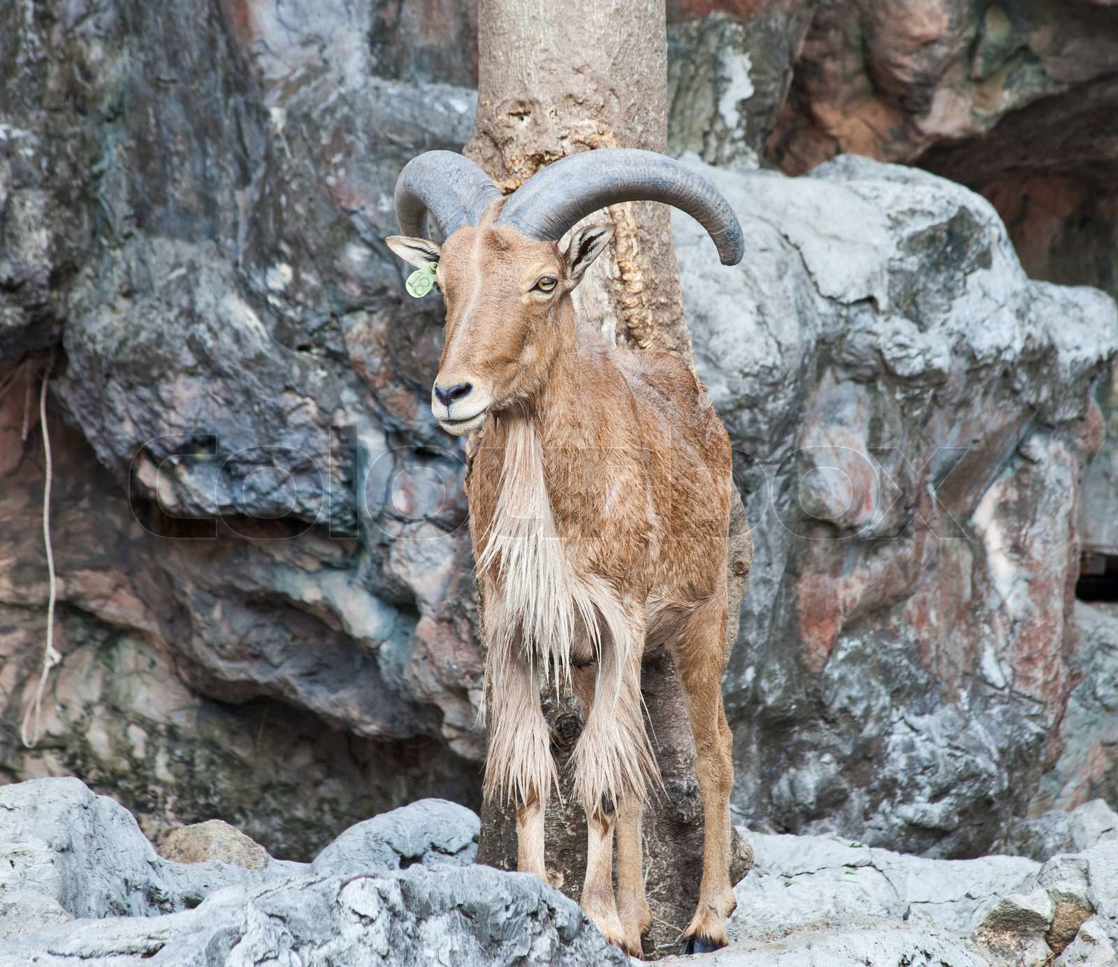 barbary sheep | Stock image | Colourbox