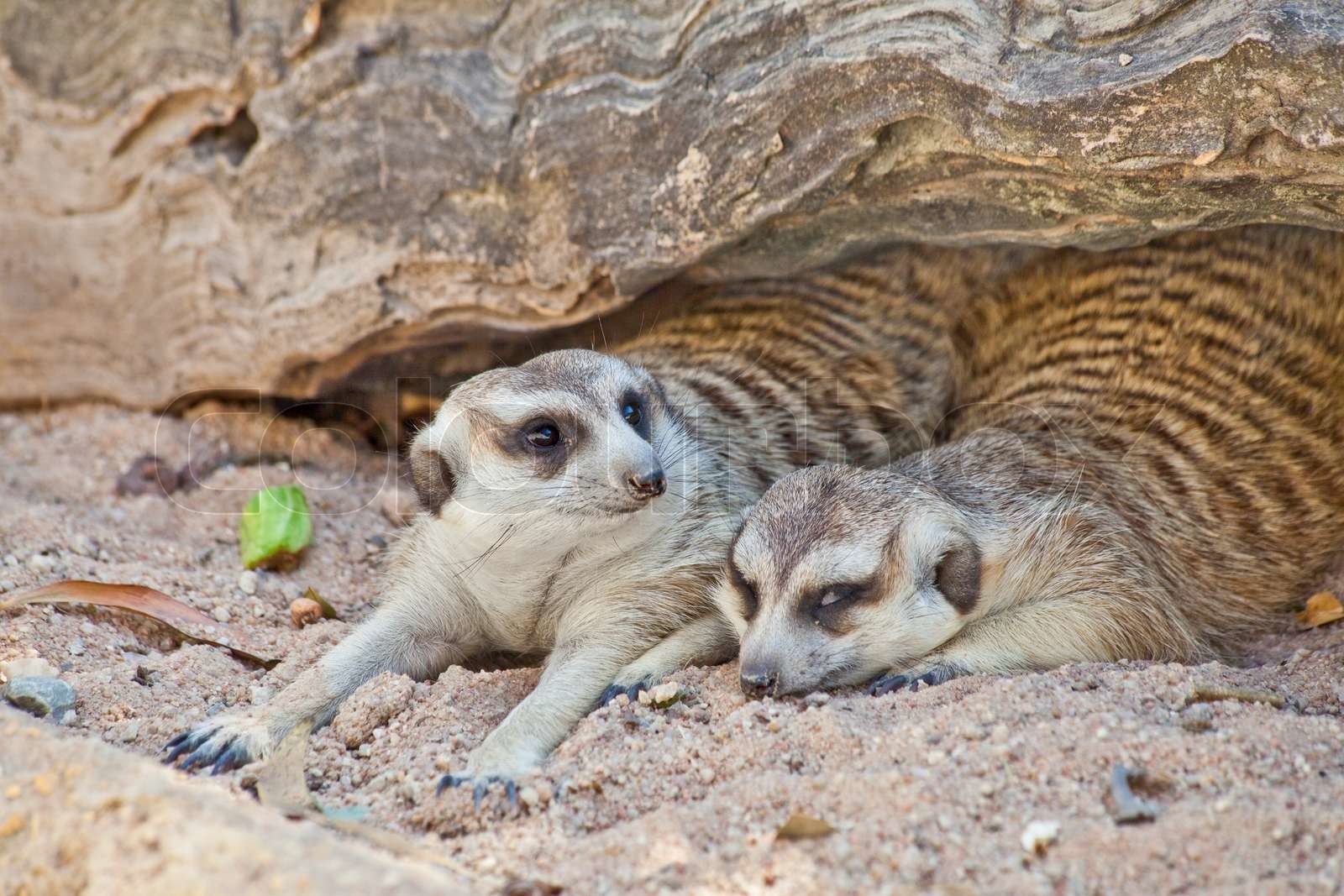 Meerkat | Stock image | Colourbox