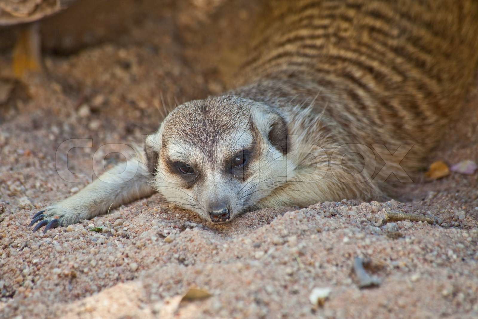 Meerkat | Stock image | Colourbox