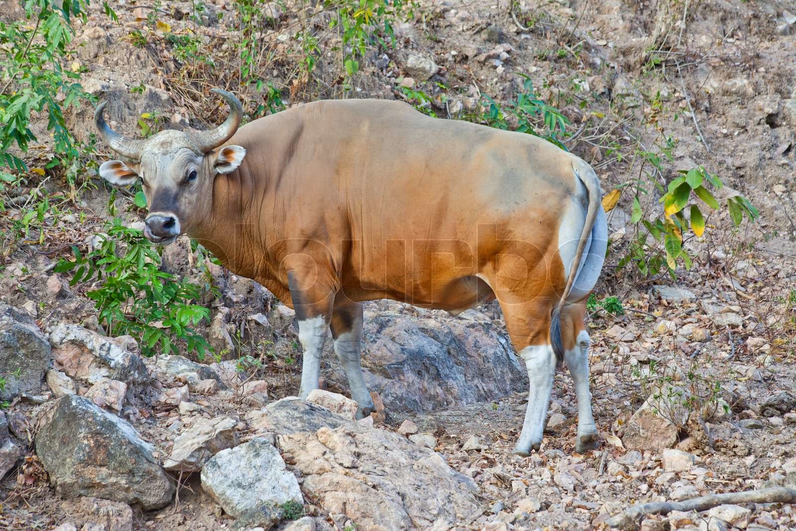 Banteng or Red Bull | Stock image | Colourbox