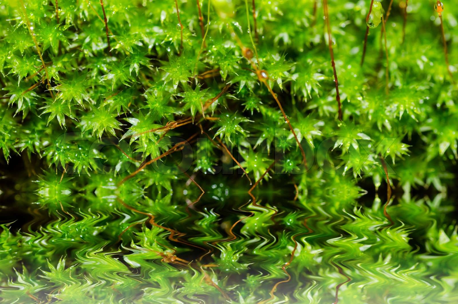 Frisches Moos Makro in grüner Natur | Stock Bild | Colourbox