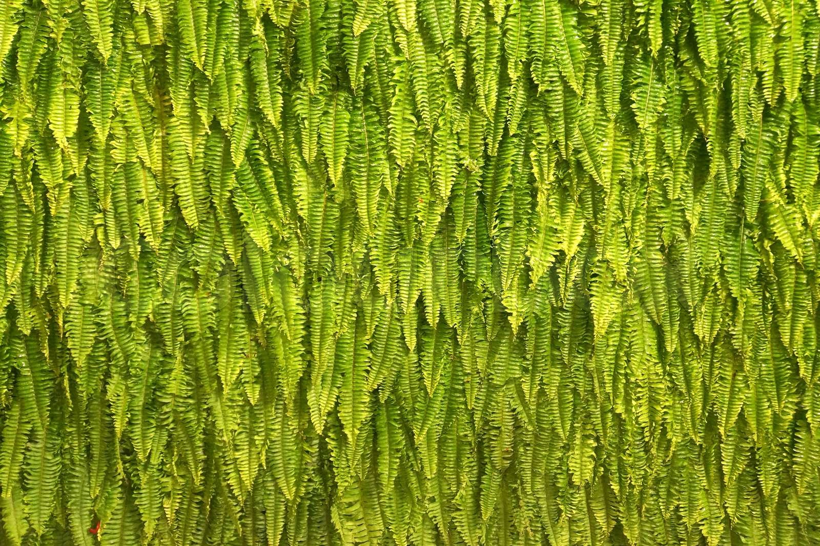 Fern Background | Stock image | Colourbox