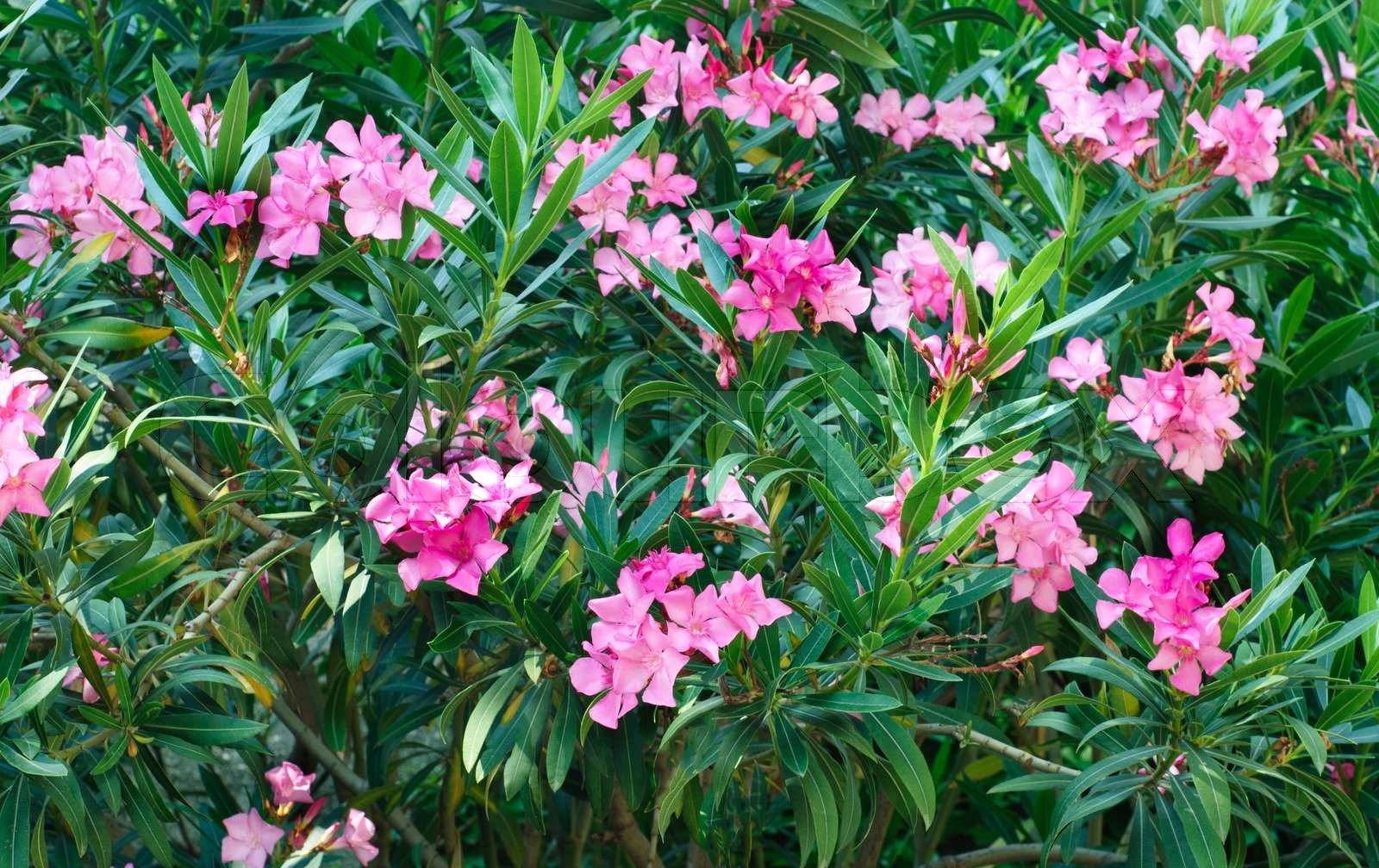 Pink oleander tree in blossom | Stock image | Colourbox