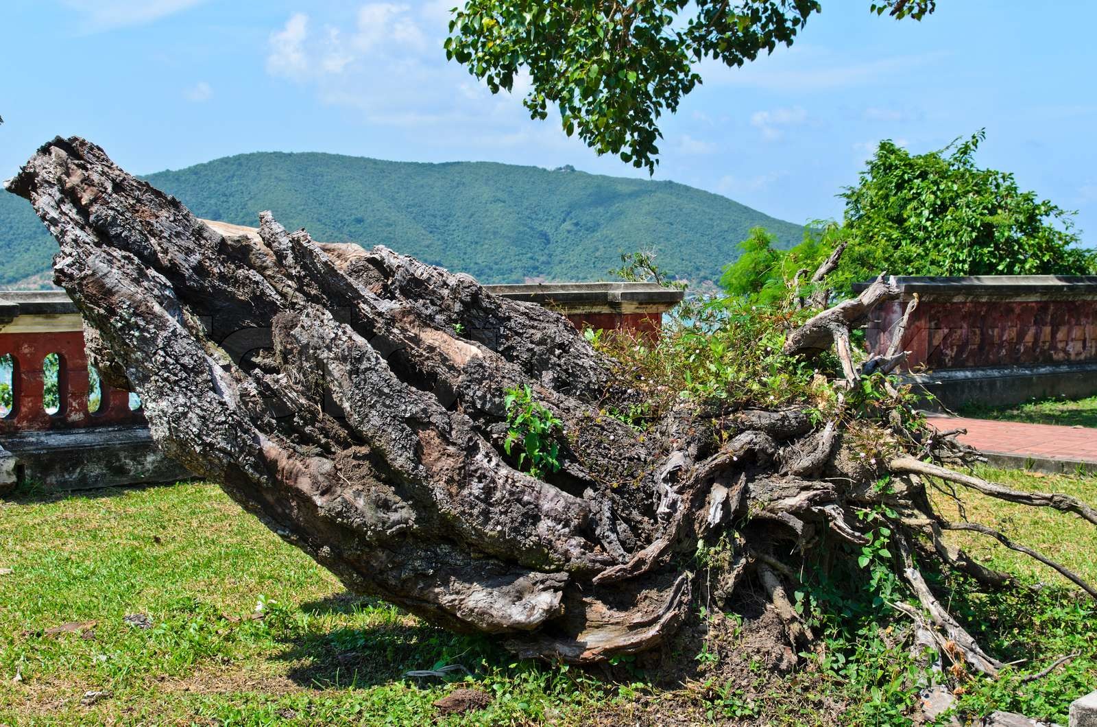 dead tree fallen on the ground | Stock image | Colourbox
