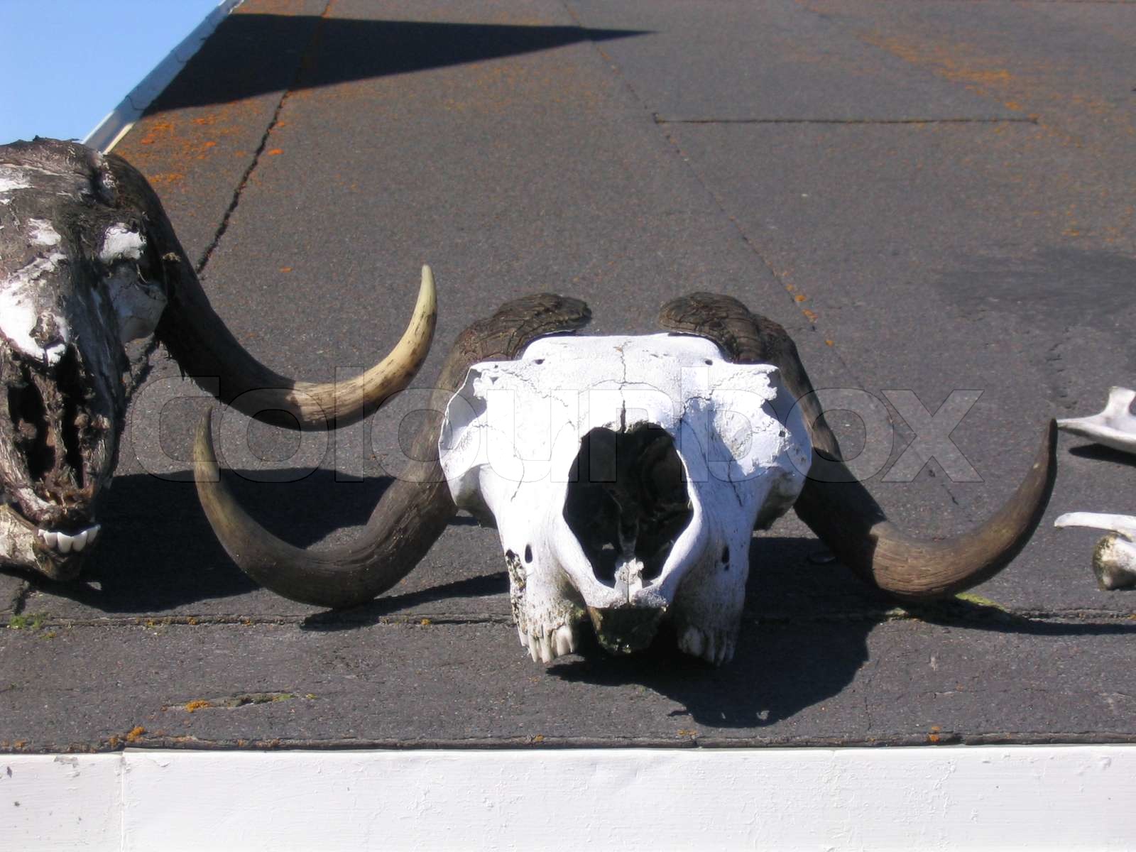 Close -up af moskus kraniet | Stock foto | Colourbox