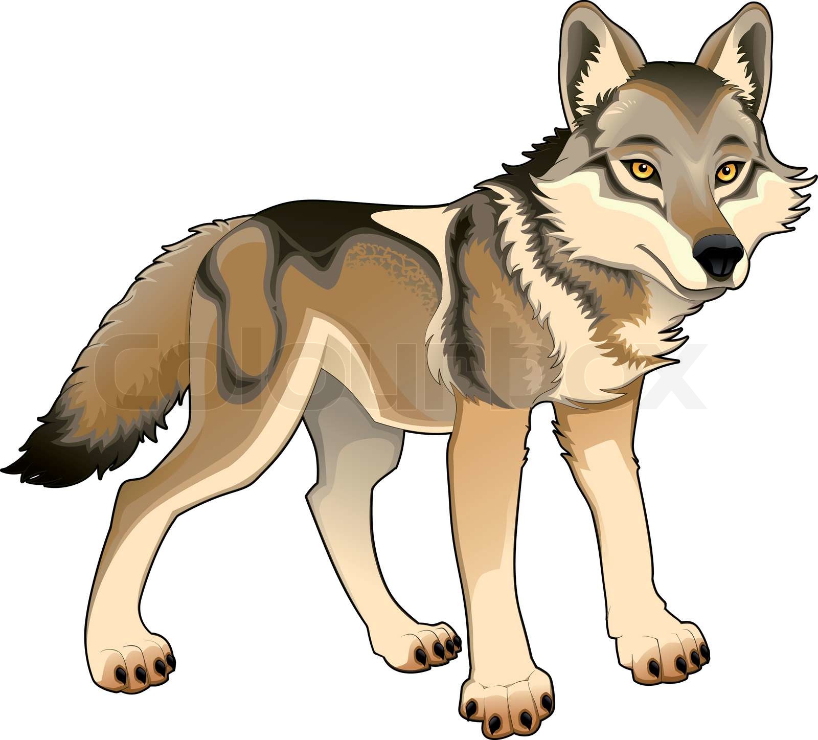 Wolf. | Stock-Vektor | Colourbox