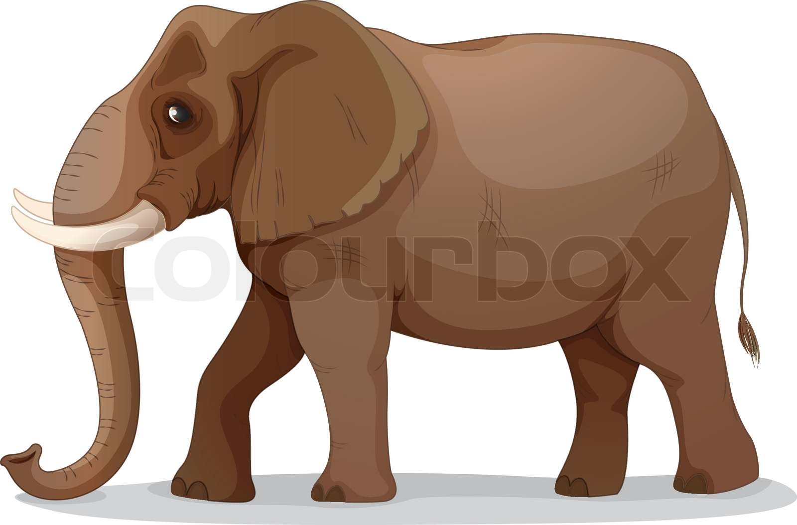 elefant, tegning, skitse | Stock vektor | Colourbox