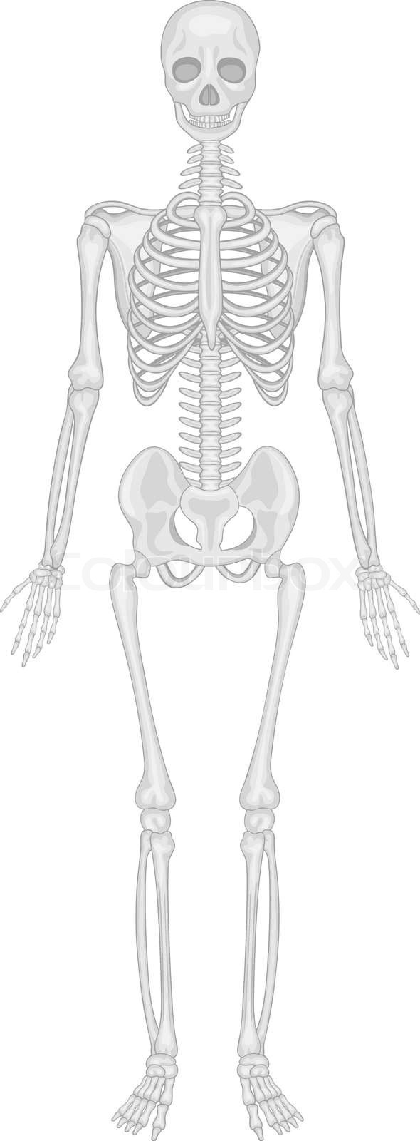 High Resolution Skeleton Drawing