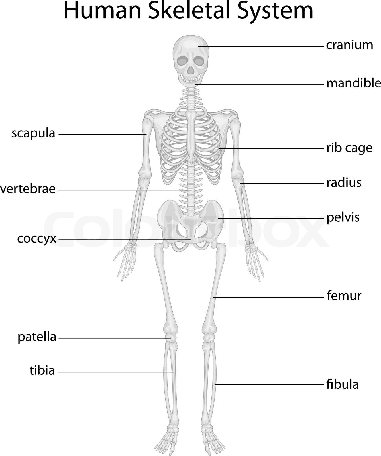 Skeletal system | Stock vector | Colourbox