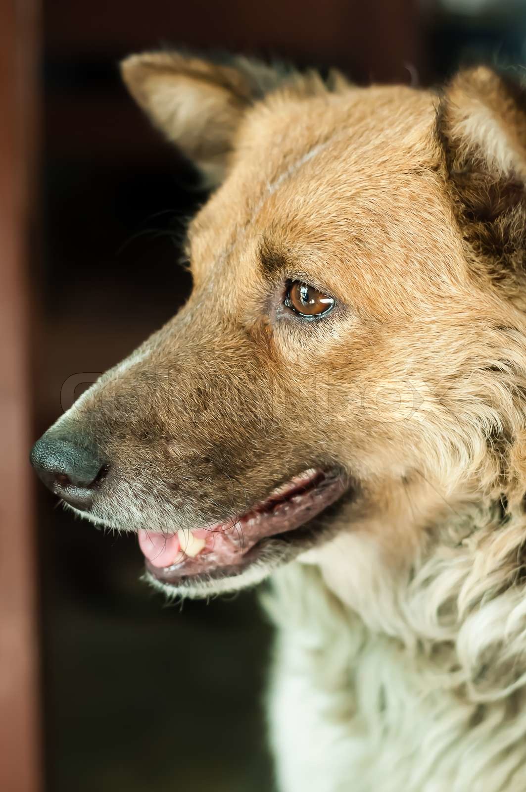 The dog look out | Stock image | Colourbox